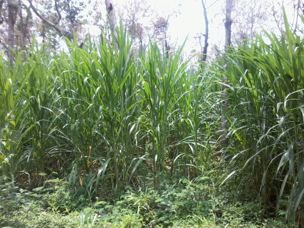 Jenis Rumput Pakan Ternak Sapi, Untuk Sapi Terbaikmu