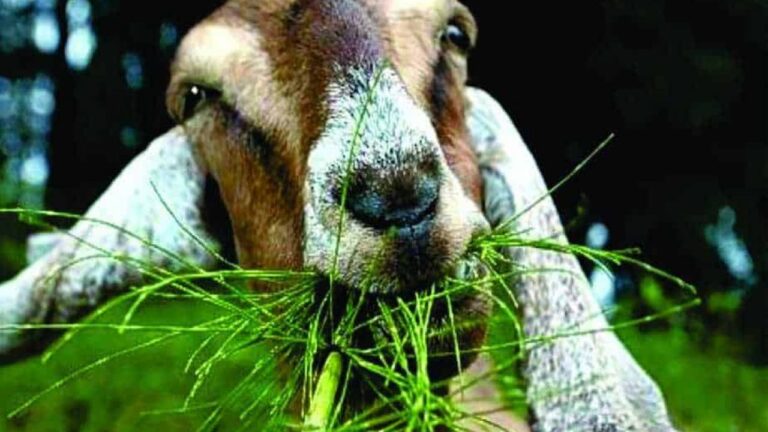 Rumput Untuk Makanan Kambing Bagi Para Peternak