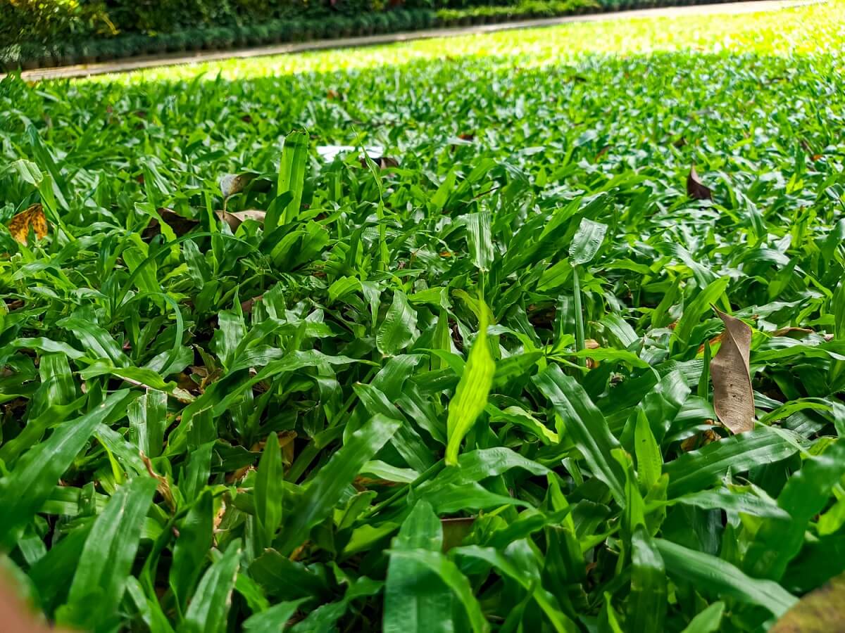 Cara Menanam Rumput Odot