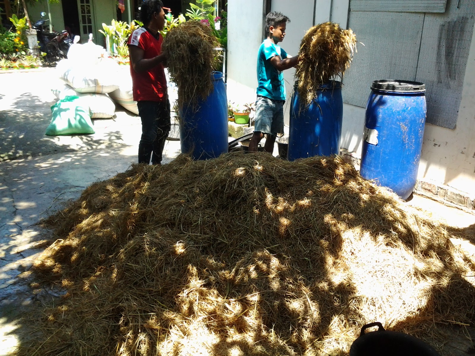 Cara Fermentasi Jerami Basah Untuk Sapi Solusi Hemat